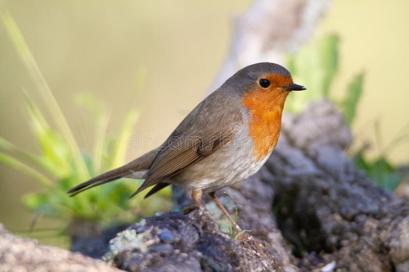 Robin standing on a branch stock photo. Image of nature - 141179580