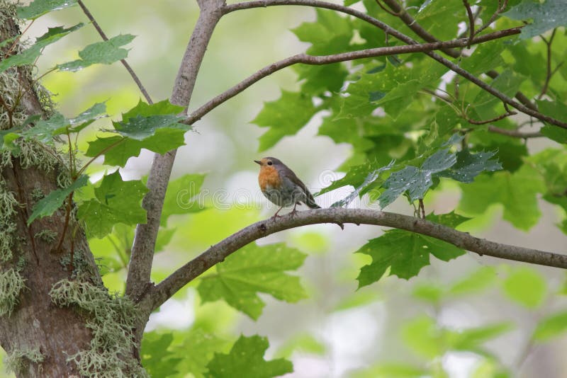 Robin standing on a branch stock photo. Image of close - 60331260