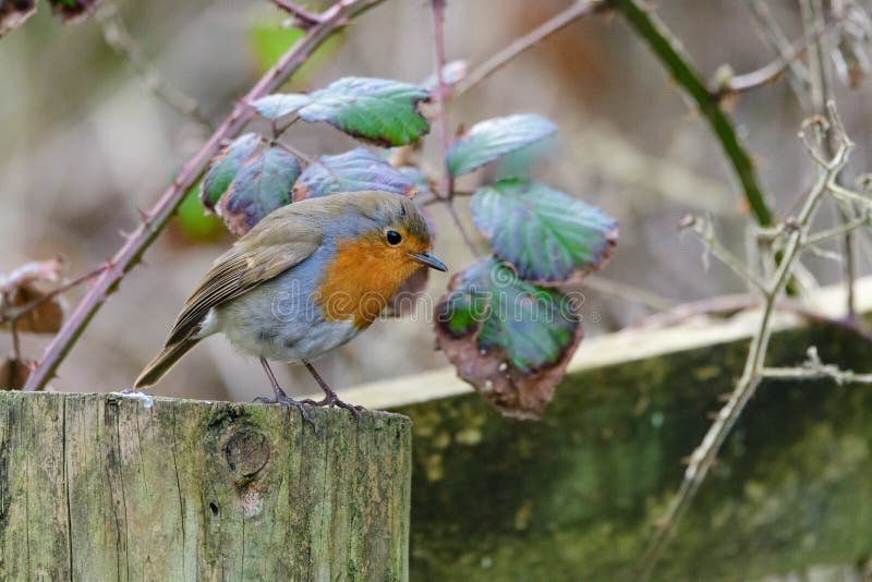 Robin Standing on Fence Post Stock Image - Image of erithacus, birds ...