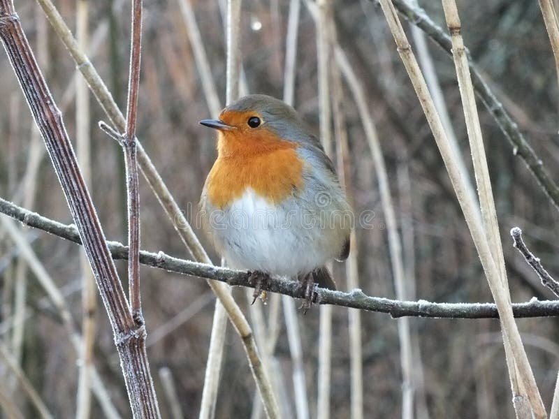 Robin stock photo. Image of grouse, frosty, animal, standing - 75301186