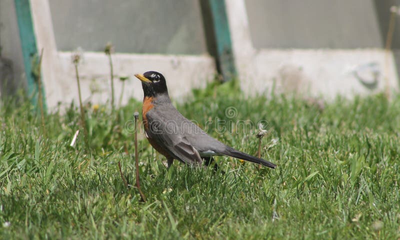 Rockin` Robin stock photo. Image of green, windows, robin - 100017822
