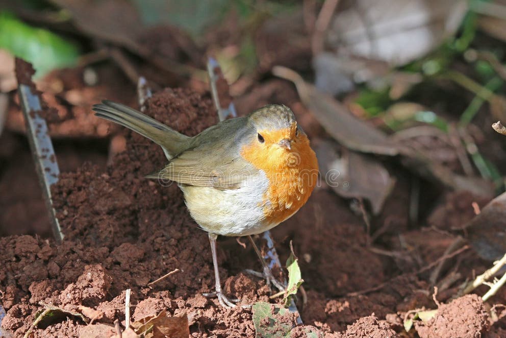 Robin Standing on the Ground Stock Image - Image of erithacus, winter ...