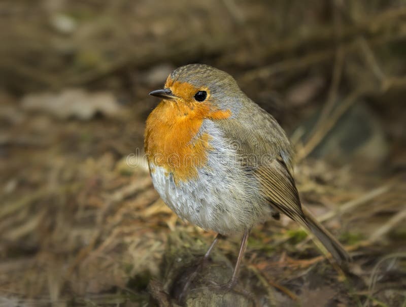 Robin stock photo. Image of ornithology, rubecula, wildlife - 60028680