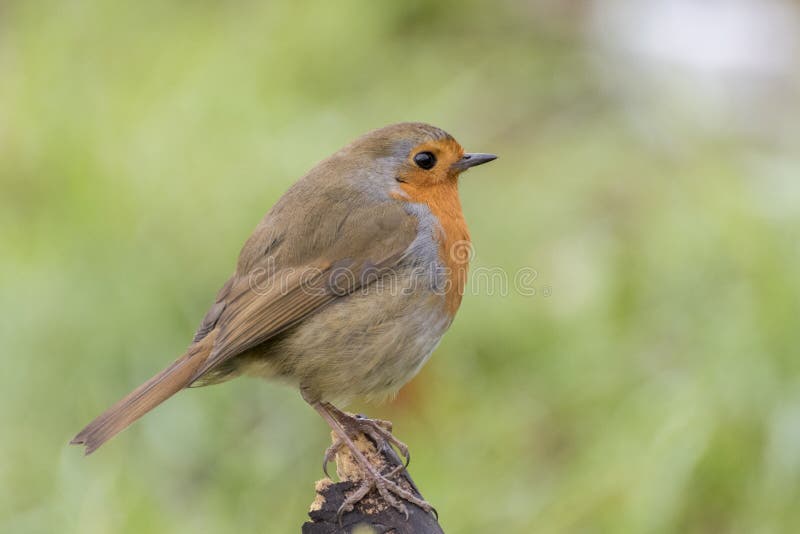Robin on a log stock photo. Image of bridge, watching - 110624072