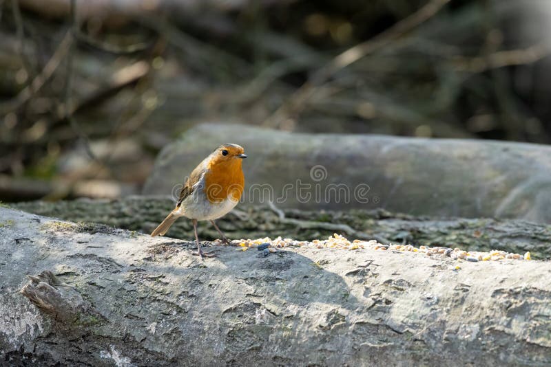 Robin Standing on a Log in Springtime Stock Image - Image of songbird ...