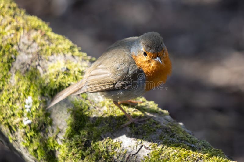Robin Standing on a Moss Covered Branch Stock Image - Image of ...