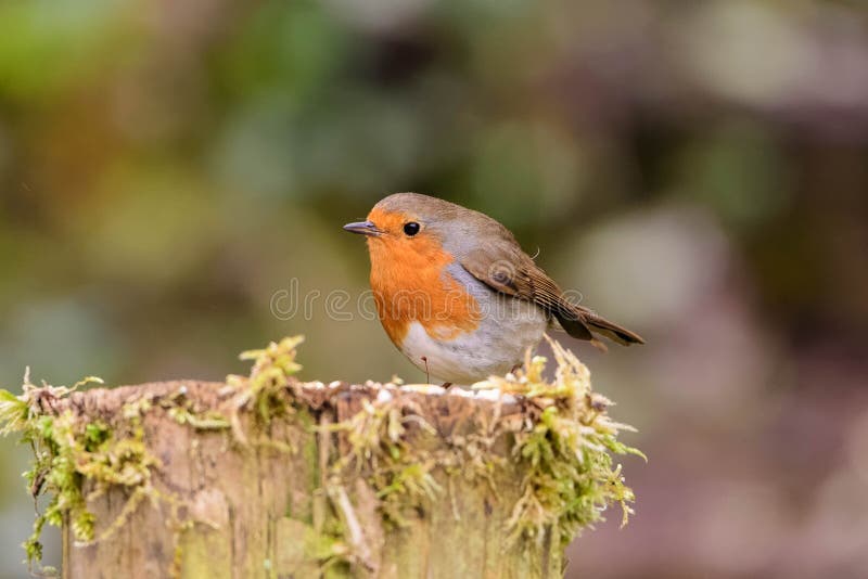 Robin on moss covered post stock photo. Image of wild - 116171436