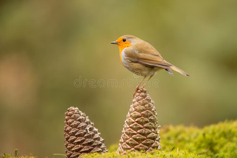 Robin in the Forest in the Netherlands Stock Image - Image of cone ...