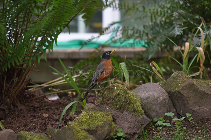Robin standing on a rock stock photo. Image of standing - 181658794