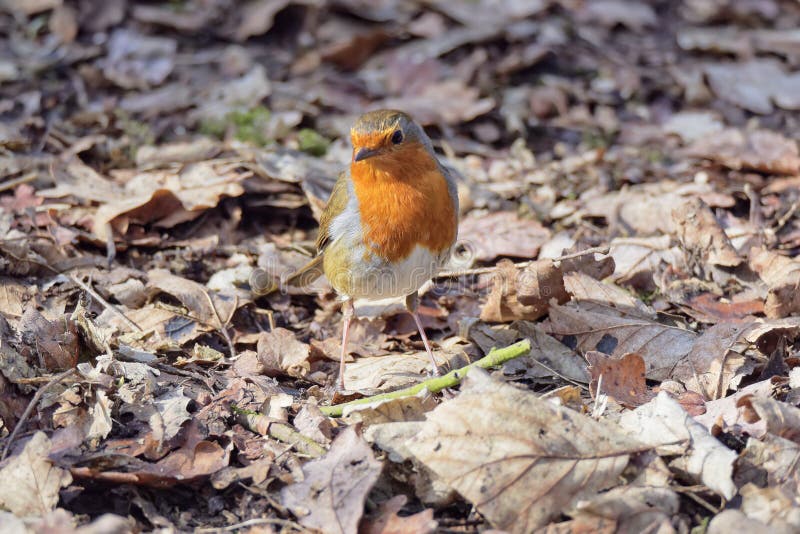 Robin Standing on a Woodland Floor in the Winter Sunshine Stock Photo ...