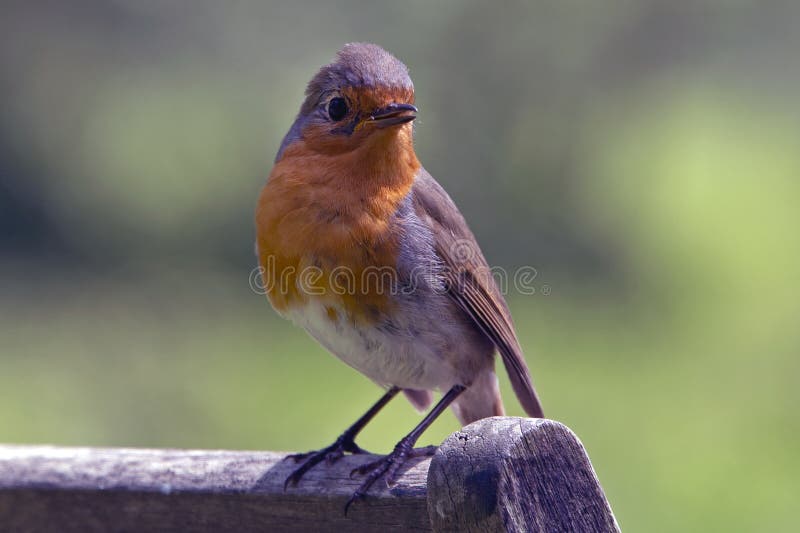 Robin Standing on a Wooden Bench Editorial Photo - Image of robin ...