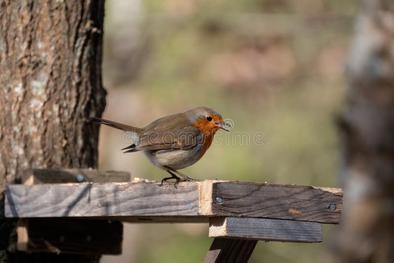 Robin Standing on Wooden Table Stock Photo - Image of daytime, perch ...