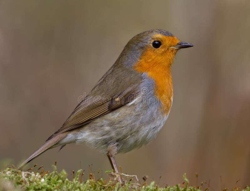 A robin stands on moss stock image. Image of sweet, wing - 62333967