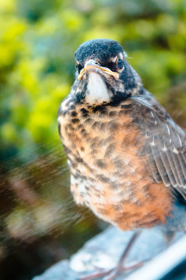 Robin staring in a window stock image. Image of creature - 116494945