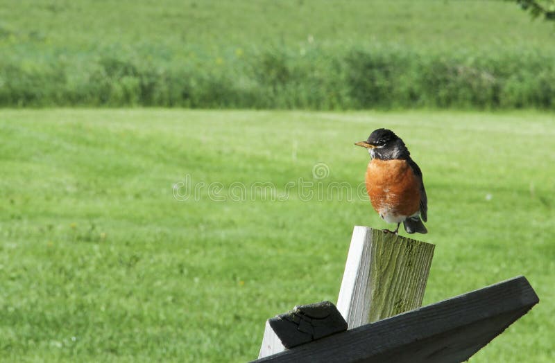 Wisconsin state flag stock photo. Image of state, fold - 3756016