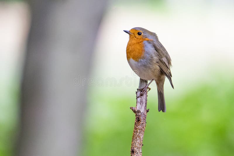 Robin on a stick stock image. Image of finch, beak, wing - 233604115