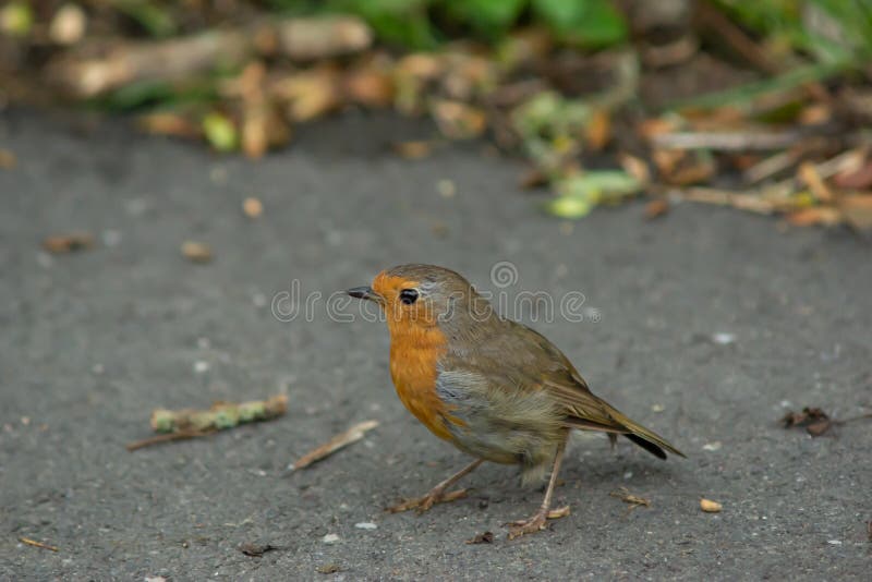 Robin Stood on the Foot Path Stock Photo - Image of robin, foot: 188615634