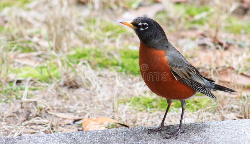 Robin strikes a pose stock photo. Image of posing, orange - 50724628