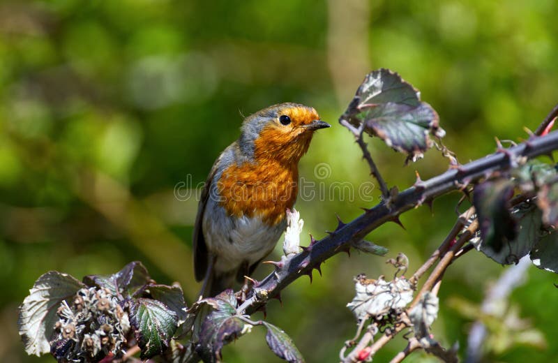 Robin in the sun stock photo. Image of branch, plumage - 276119934