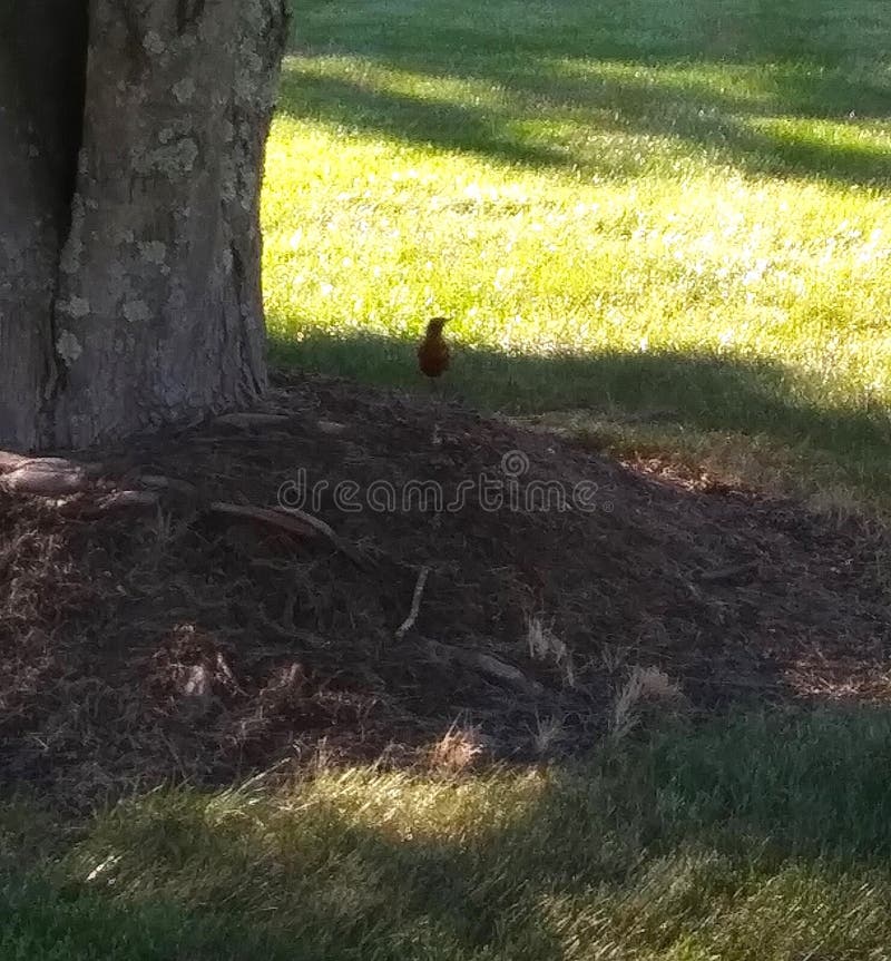 Robin takes shade stock image. Image of lawn, meadow - 250429199