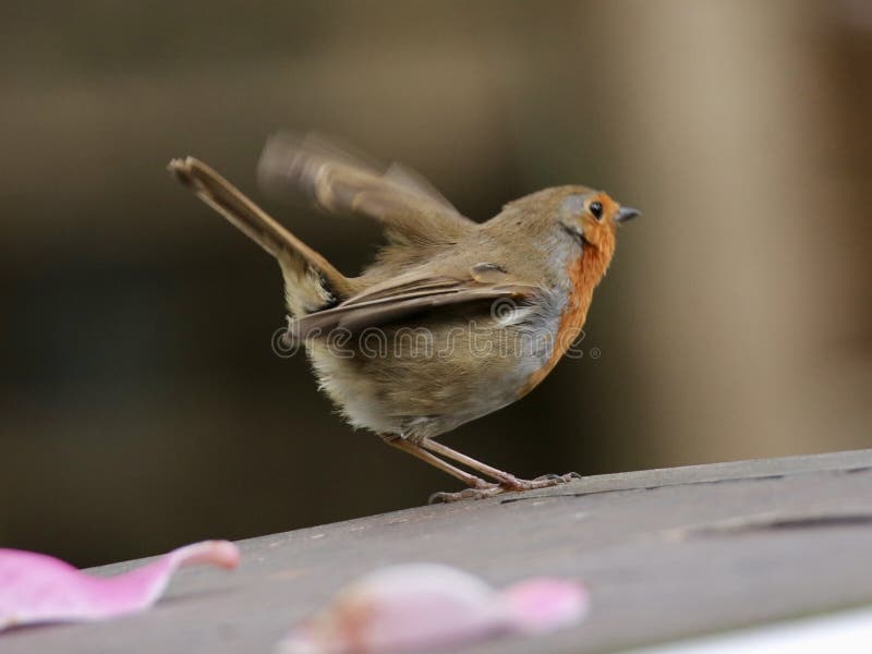 Robin Taking a Rest on on a Rail Stock Photo - Image of nature, beauty ...