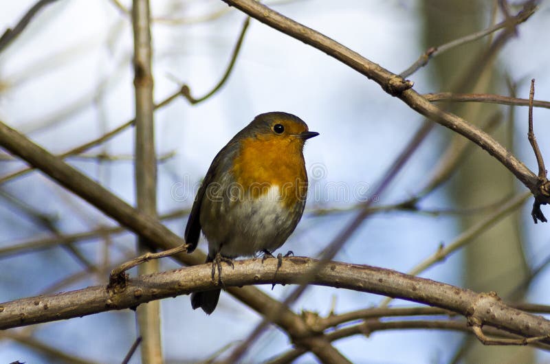 Robin stock photo. Image of reddish, watching, wings - 38329398