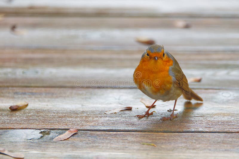 Robin, a Thrush Bird that Typically Has a Reddish Breast Stock Image ...