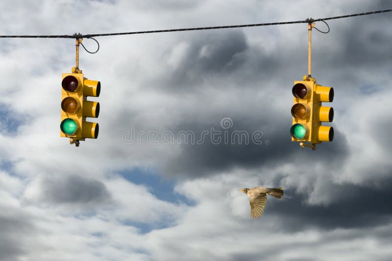 Robin and Traffic Lights stock image. Image of intersection - 13984659