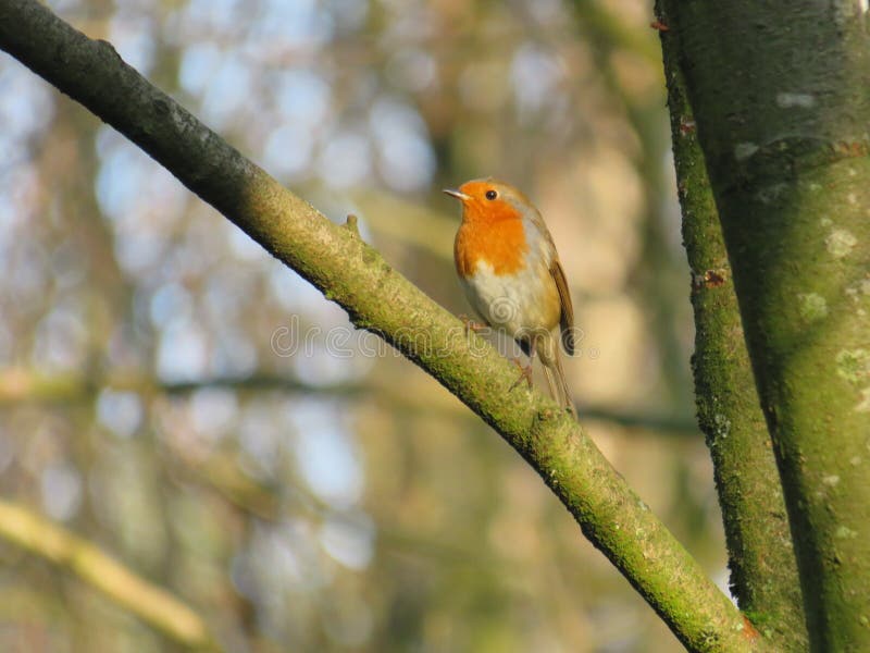 Robin stock image. Image of cumbria, wildlife, naturereserve - 131841813