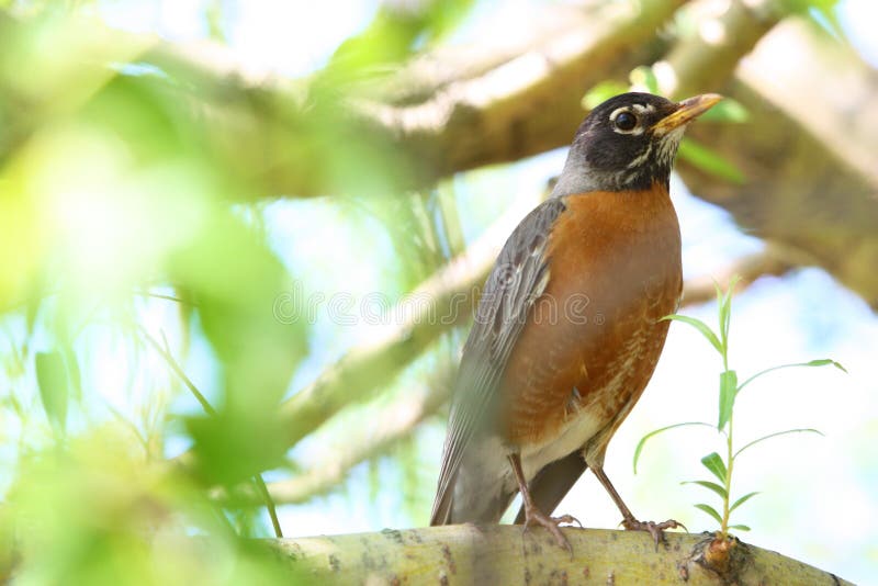 Robin in Tree stock image. Image of feet, wildlife, perch - 14327995
