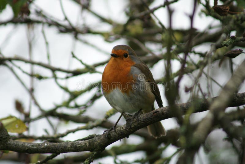 Robin in tree stock image. Image of hummingbird, animal - 243091375