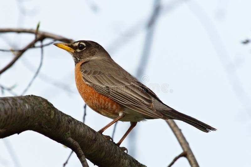 Robin in a Tree stock photo. Image of spring, robin, avian - 4803878