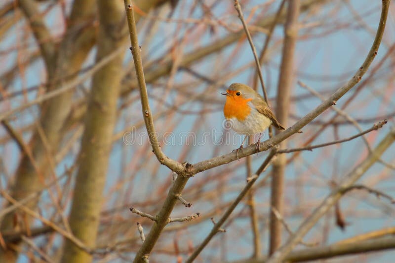 Robin on tree stock image. Image of animal, winter, zoology - 135622485