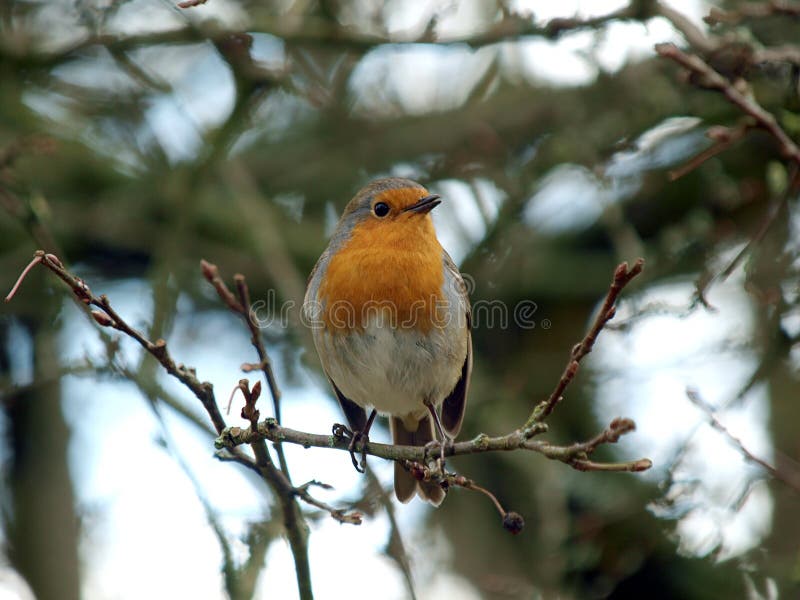 Robin stock photo. Image of bird, nature, animal, season - 50711938