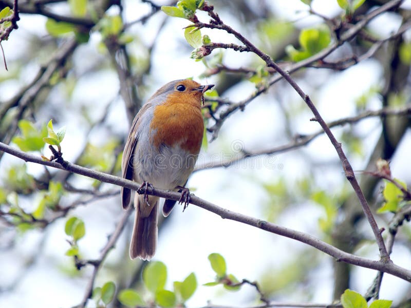 Robin stock image. Image of bird, season, wildlife, animal - 52362899