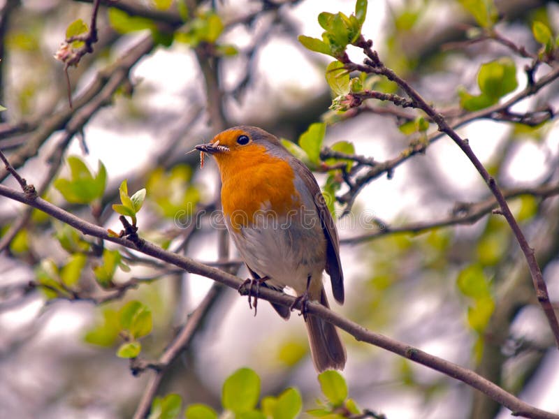 Robin stock image. Image of branch, spring, wildlife - 52406519
