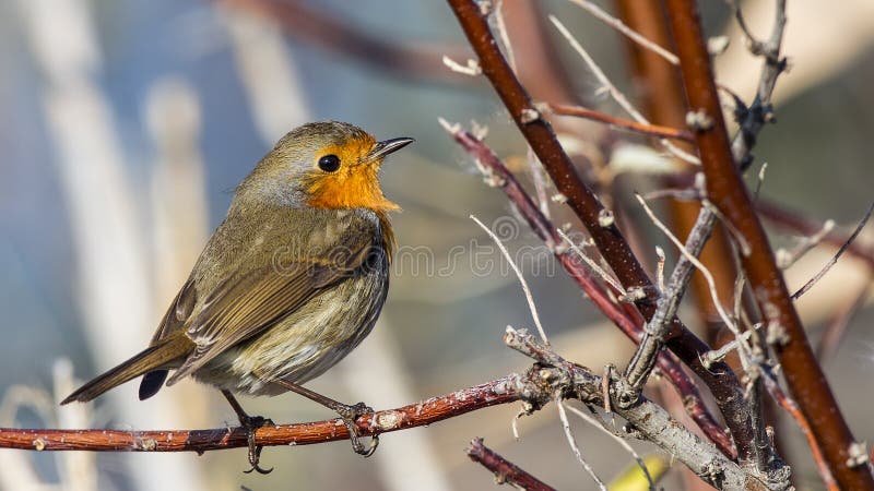 Robin on Tree Branch stock photo. Image of bird, bill - 65544454