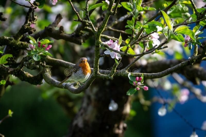 A Robin on a Tree Branch with Spring Blossom Around Stock Image - Image ...