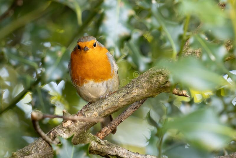 Robin in a Tree on the First Day of Autumn Stock Photo - Image of ...