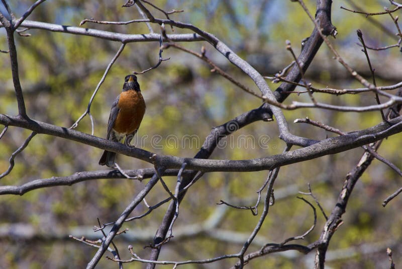 Robin in a Tree stock image. Image of nature, robin, bark - 54009341
