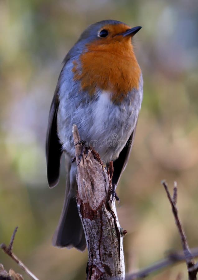 Robin on a tree stock photo. Image of animal, finch - 221753746