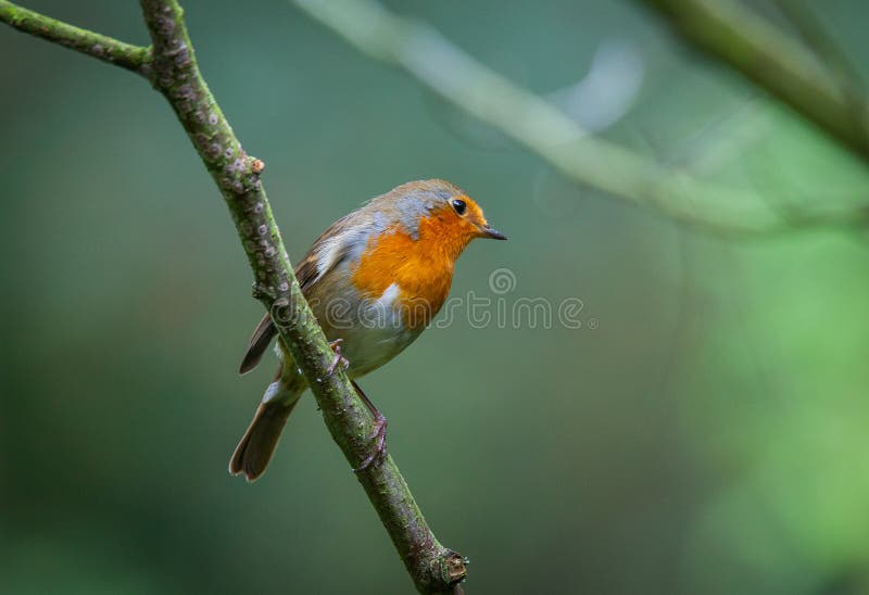 Robin in a tree stock photo. Image of orange, erithacus - 77098208
