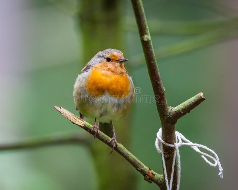 Robin in a tree stock image. Image of outdoors, european - 77140725