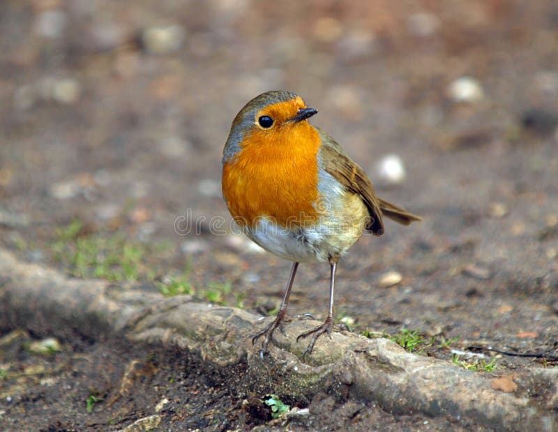 Robin stock image. Image of plumage, root, robin, nature - 50711611