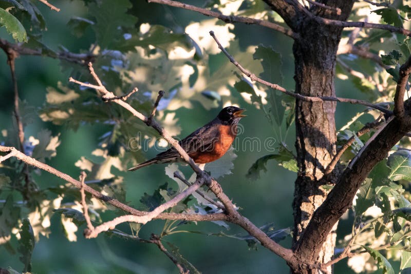 Robin in tree stock photo. Image of birds, finch, wings - 270564