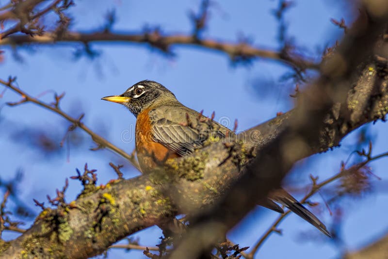 Robin within a tree. stock image. Image of redbreast - 83302333