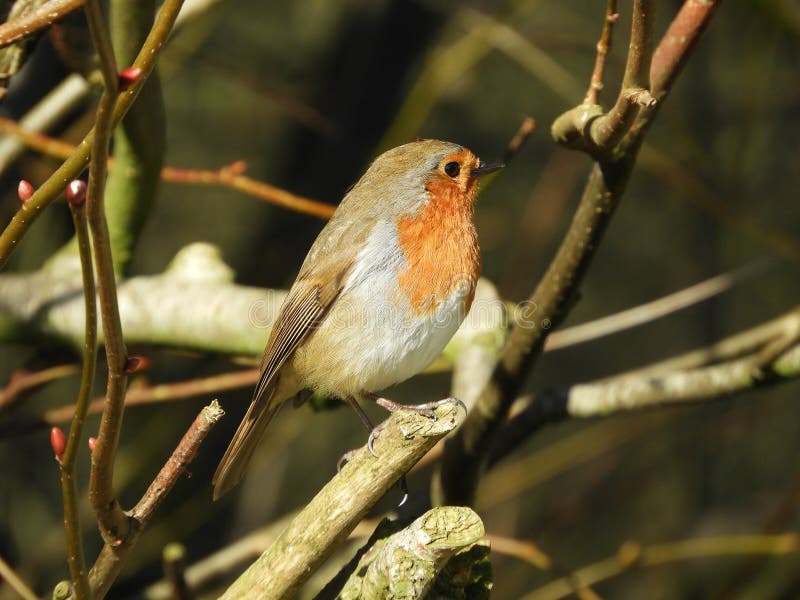 Robin in the trees stock photo. Image of wildlife, branch - 243343416