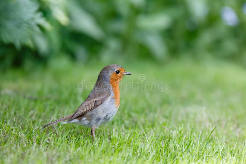 Robin in tuin stock afbeelding. Image of voor, nave, platteland - 26728955