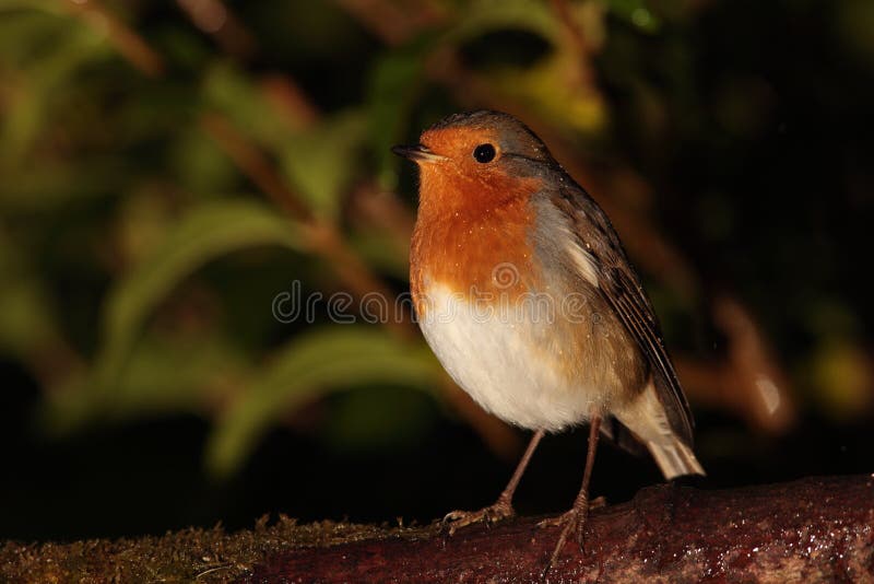 Robin. stock photo. Image of robins, flowers, bird, nature - 18862410