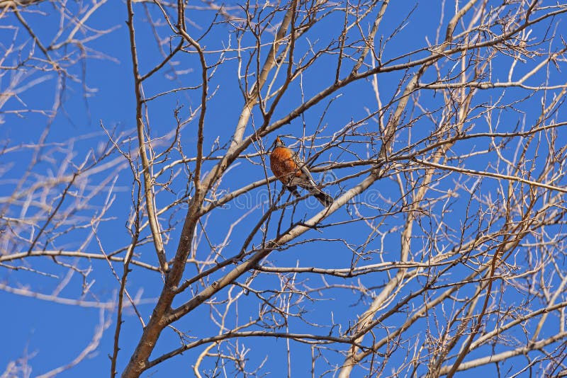 A Robin Viewed from Below stock photo. Image of nebraska - 117911002